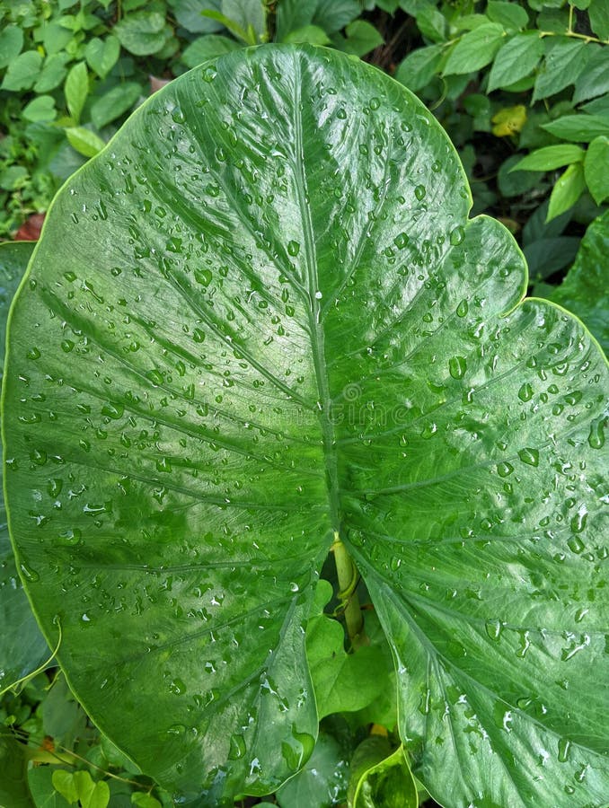 Taro Leaves Thrive and are Green Stock Image - Image of grow, leaves ...