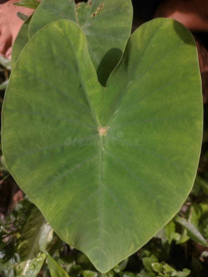 Taro Leaves are Very Large To Protect the Plants Beneath Them Stock ...