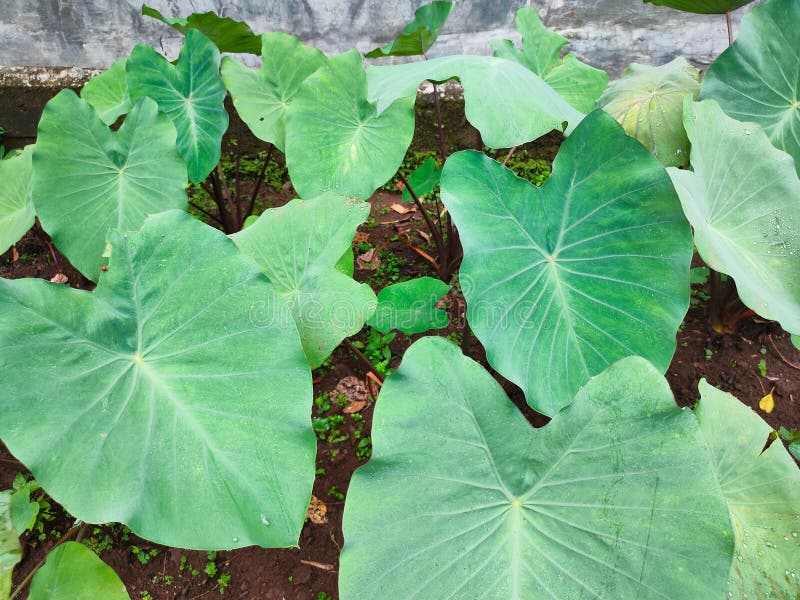 Taro Leaves in Tropical Gardens Stock Photo - Image of tropical, flower ...