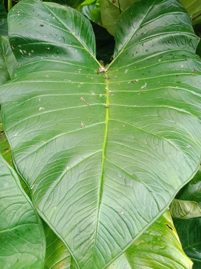 Taro Leaves are Very Wide and Fresh Green on the Tree Stock Photo ...