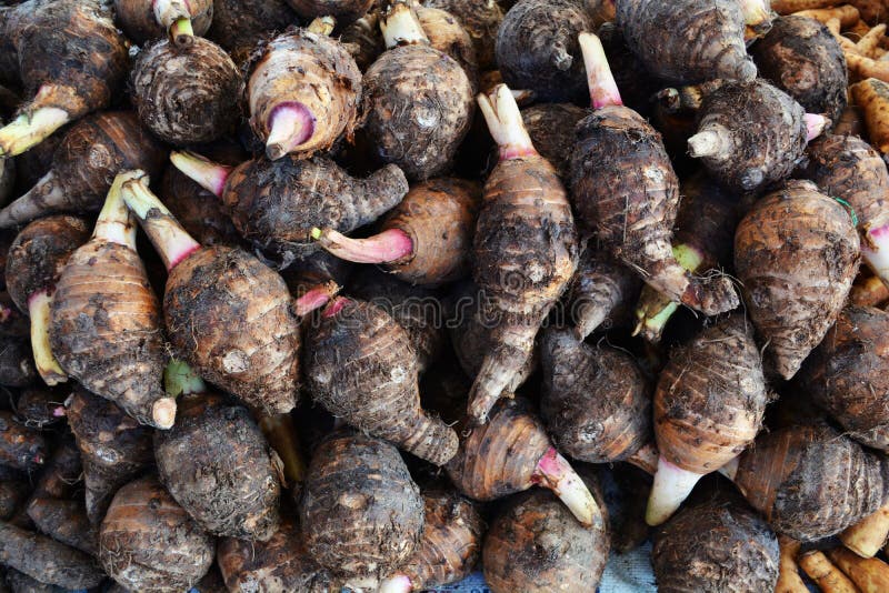 Taro stock photo. Image of vegetables, natural, market - 45815606