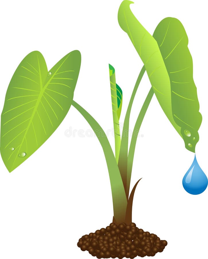 Taro plant stock vector. Illustration of vector, water - 10766205
