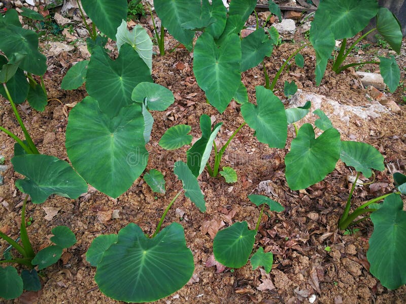 Taro Plants imagen de archivo. Imagen de granja, planta - 92712671