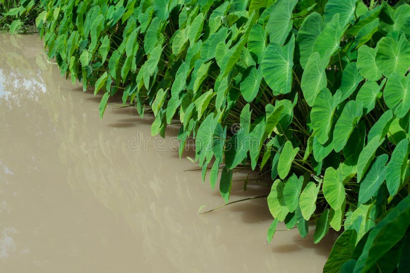 Taro plant background stock image. Image of leaf, foliage - 58456541
