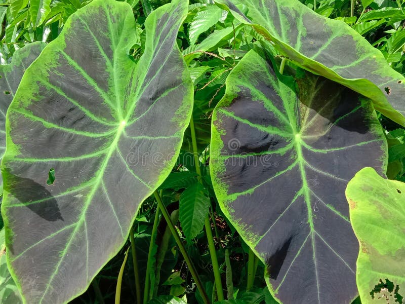 Taro plant at the forest stock photo. Image of garden - 295790992