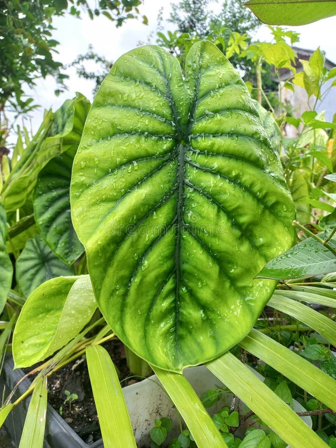 This is a Taro Plant, Has a Green Color Stock Photo - Image of fruit ...