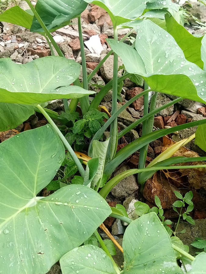 This Taro Plant is Rare and almost Extinct Stock Image - Image of tree ...