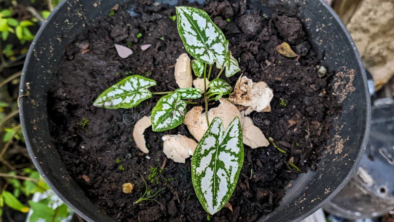 102 Taro Shoots Stock Photos - Free & Royalty-Free Stock Photos from ...