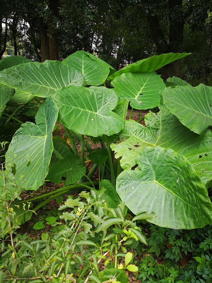 Taro plant stock photo. Image of taro, food, wild, crop - 123797502