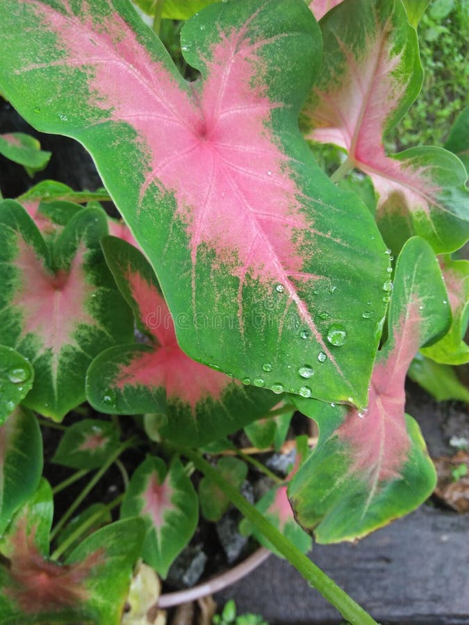 Taro Planta Hermosa Hoja Y Color Foto de archivo - Imagen de hoja ...
