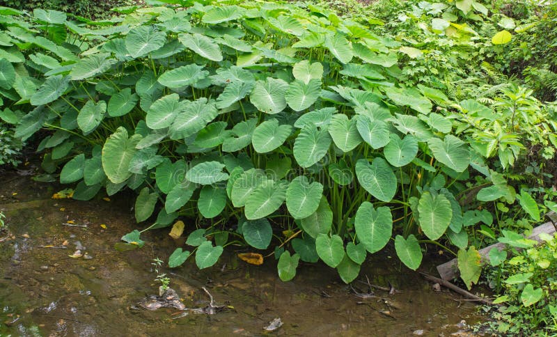 Taro Plants Growing In A Field Stock Image - Image of lush, herbaceous ...