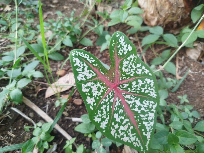 Taro Plants for Herbs in the Yard and Garden Stock Photo - Image of ...