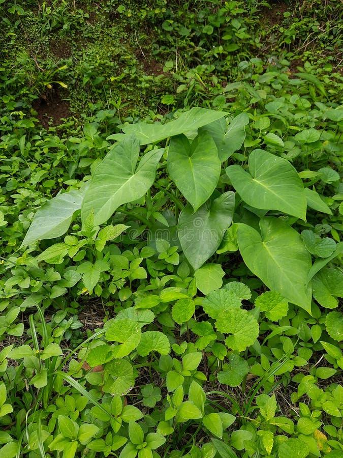 Taro Plants that Live among Other Plants Stock Image - Image of taro ...