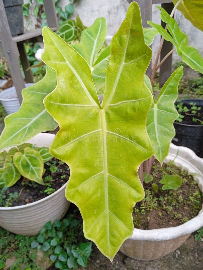 Taro plants in the pot stock photo. Image of soil, autumn - 229823974