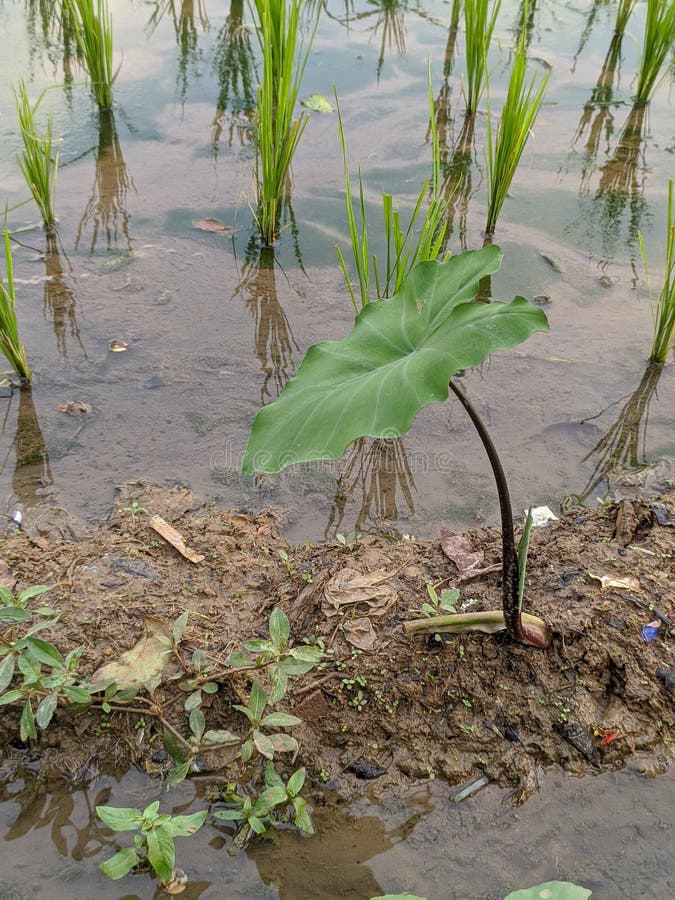 Taro Plants in Rice Fields and Rice Fields Stock Image - Image of soil ...
