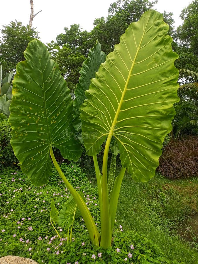 Taro plants stock photo. Image of leafs, summer, plantation - 258397142