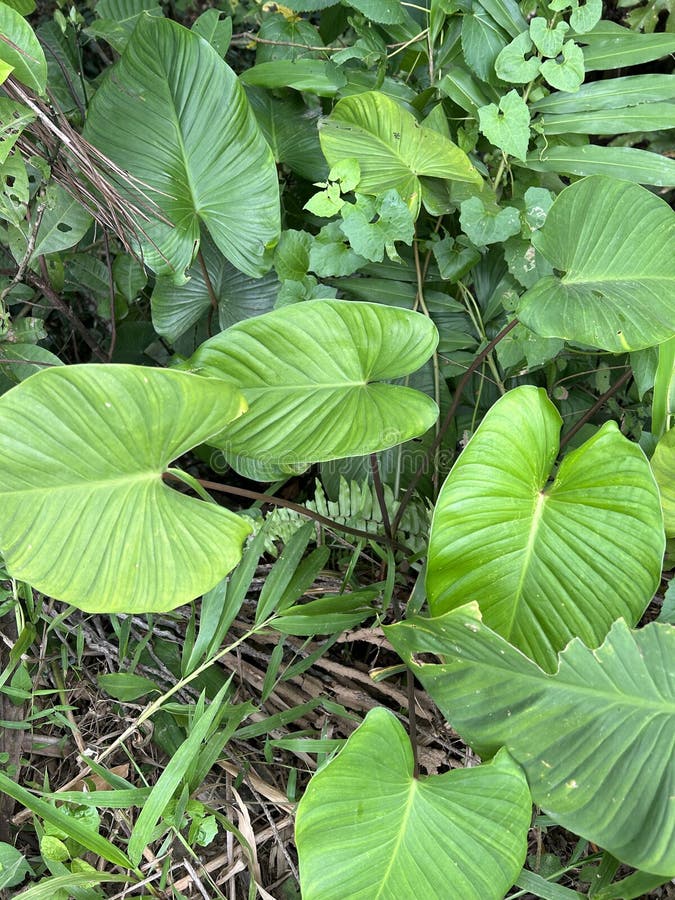 Taro Plants in the Wild stock image. Image of plant - 295843749