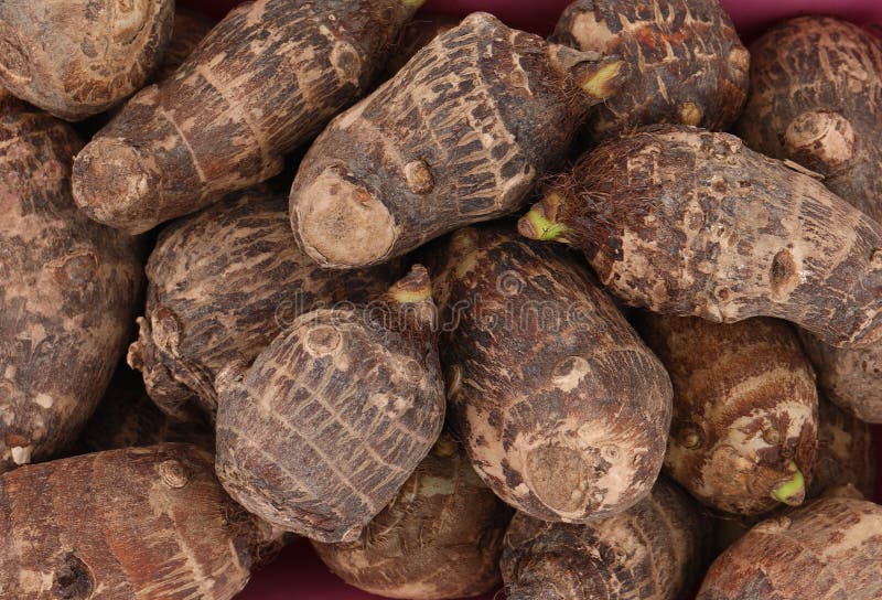 Taro root stock photo. Image of arabi, tuber, taro, carbohydrate - 90669586