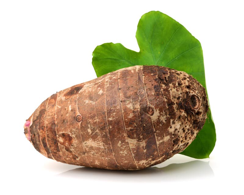 Taro Root stock photo. Image of tropical, rhizome, vegetable - 102783480