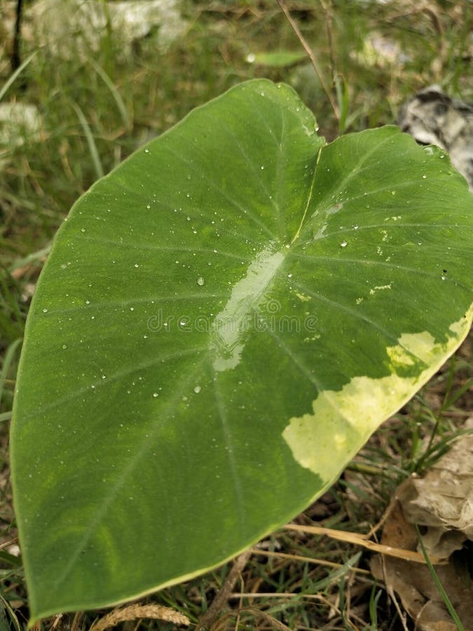 Taro root leaf nature stock image. Image of root, taro - 169744251