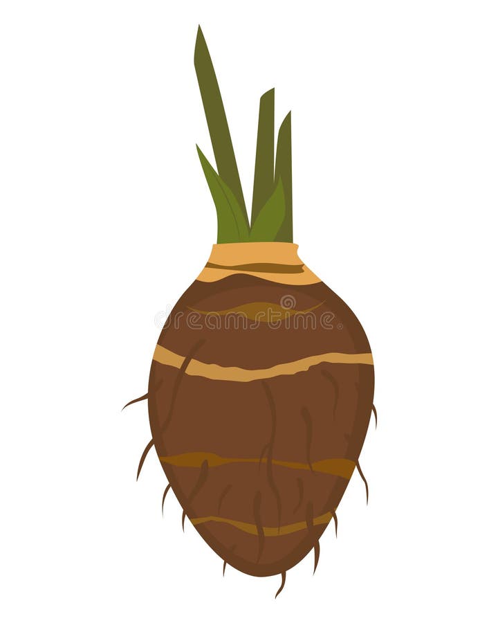 Taro Leaf Stock Illustrations – 305 Taro Leaf Stock Illustrations ...