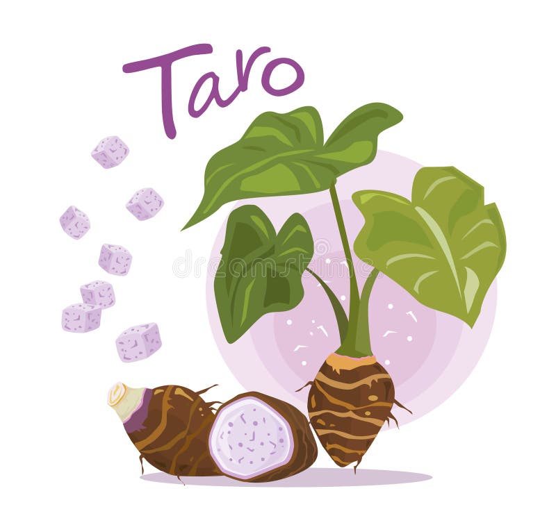 Taro Root Vector. Taro Plant. Fruit and Slice of Taro. Stock Vector ...