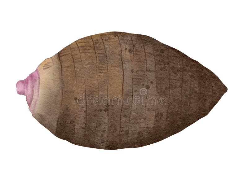 Taro Root Stock Illustrations – 185 Taro Root Stock Illustrations ...