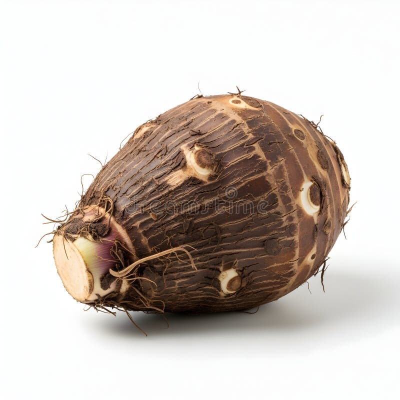 Taro Root on White Background Stock Illustration - Illustration of ...