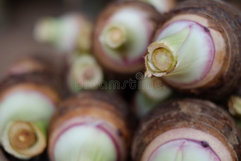 The taro stock image. Image of fruit, vegetable, business - 45691577