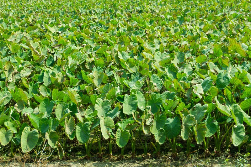 Taro tree stock image. Image of colorful, varesculenta - 38234105