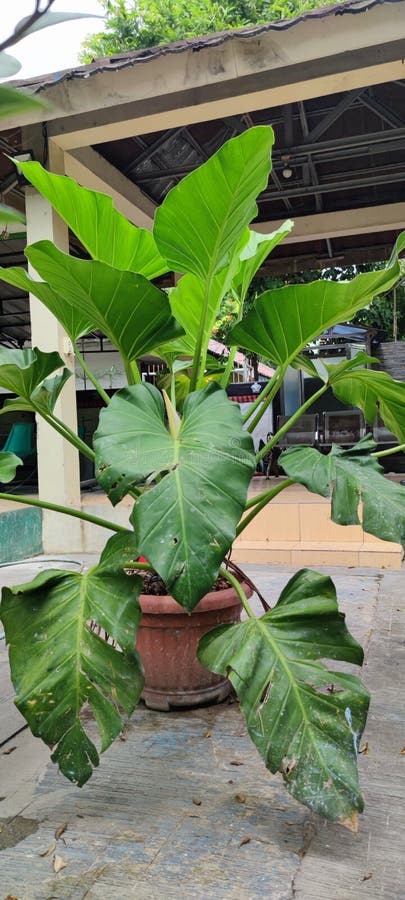 Taro Tree in Front of My House Stock Image - Image of tree, backyard ...