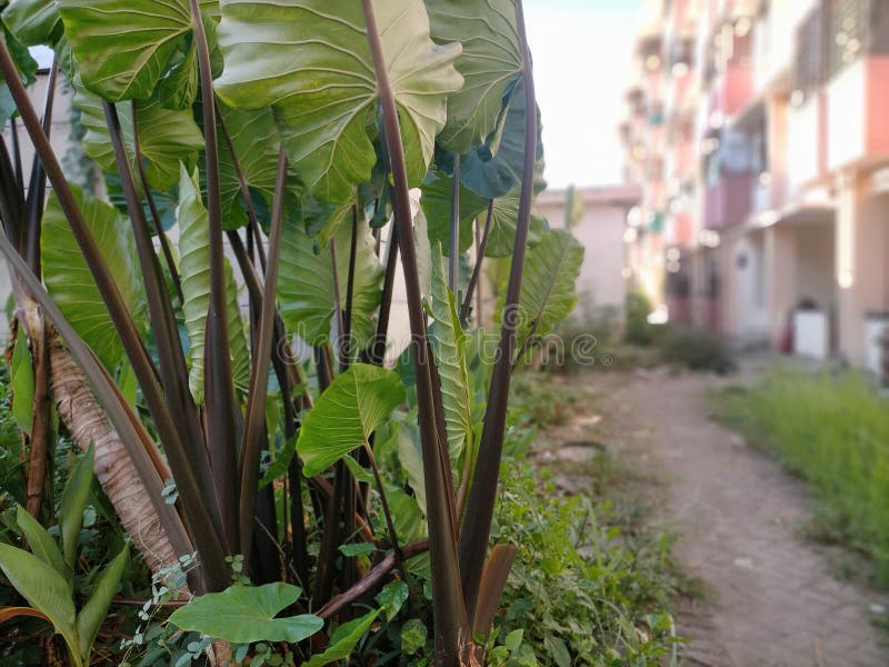 Taro tree stock photo. Image of natural, antiquorum, field - 38234054