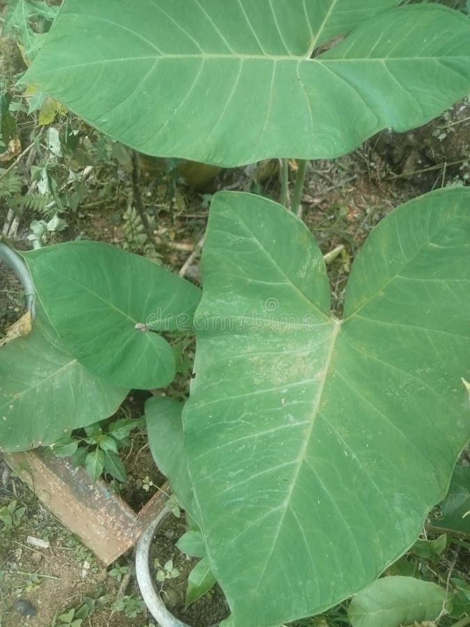 Taro Tree is Green with a Unique Texture and Shape Stock Photo - Image ...