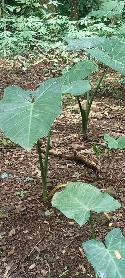 Taro tree stock image. Image of garden, nature, herb - 377539701