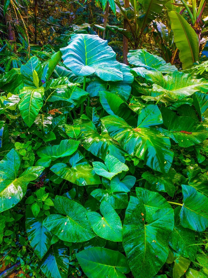 Taro tree stock photo. Image of natural, antiquorum, field - 38234054