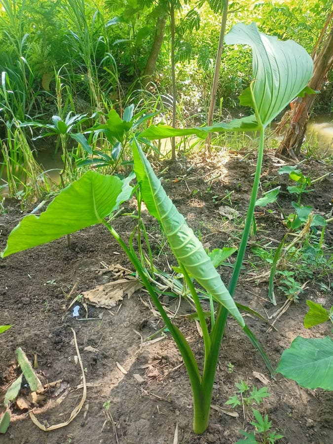 Taro tree at the riverside stock photo. Image of riverside - 263780604