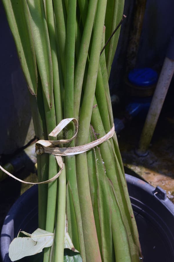 Taro Tree Trunk that Has Been Cut from Its Leaves. Stock Photo - Image ...