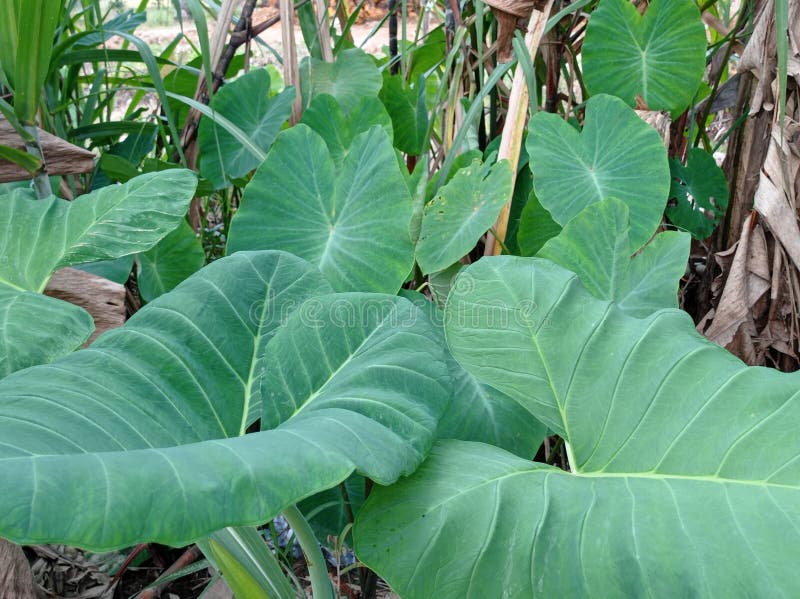 Taro tree is a tuber tree stock image. Image of fruit - 266045241
