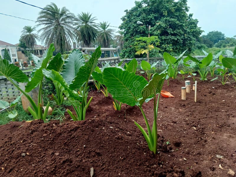 Taro tree stock photo. Image of tree, wall, lamp, modern - 372901586