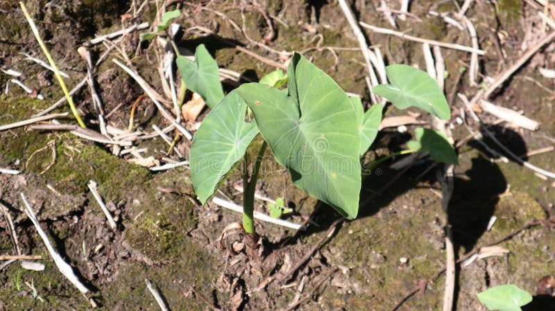 Taro trees stock image. Image of exotic, design, isolated - 298152181