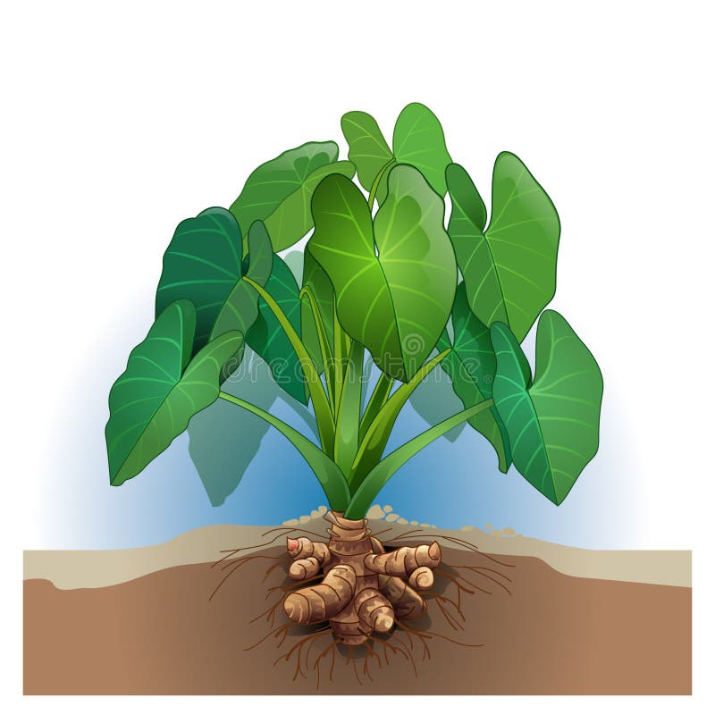 Taro tube plant stock vector. Illustration of colocasia - 227227188