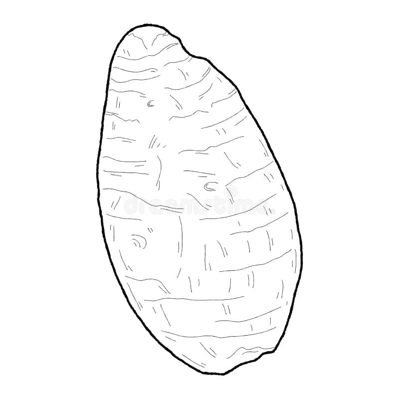 Hand Drawn Sketch Taro, Vegetable Vector. Stock Vector - Illustration ...