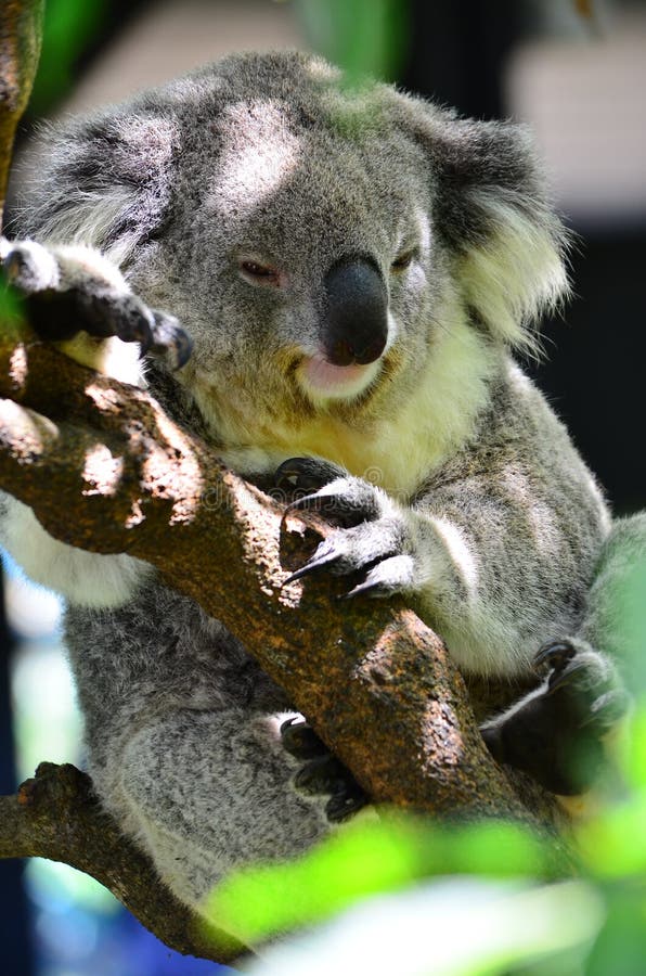 Taronga Zoo Koala stock photo. Image of wild, sydney - 36247696