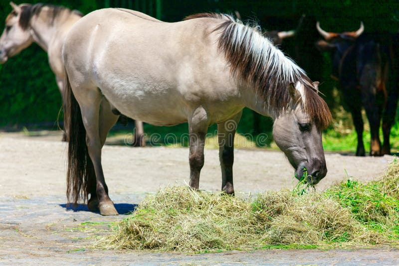 Tarpan Wild Horses stock image. Image of beautiful, habitat - 220254249