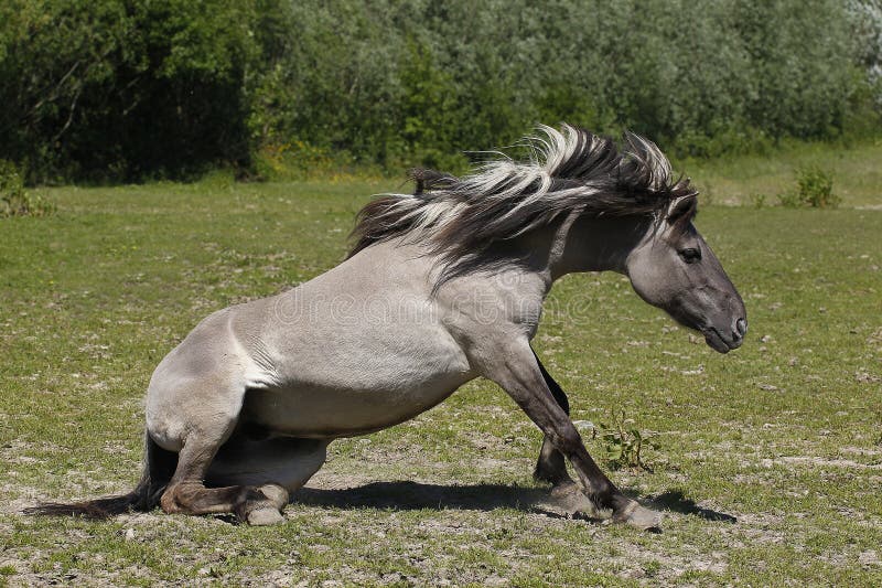 Tarpan Horse, Equus Caballus Gmelini Stock Photo - Image of full, equus ...