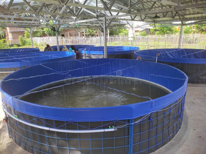 Tarpaulin Pond As a Container for Cultivating Tilapia Using Biofloc ...