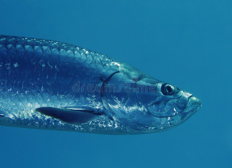 Tarpon Close-up stock image. Image of tarpon, scuba, marine - 4068365