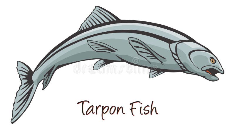 Tarpon Stock Illustrations – 163 Tarpon Stock Illustrations, Vectors ...