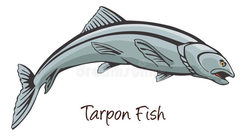 Tarpon, Color Illustration stock vector. Illustration of fauna - 25965981
