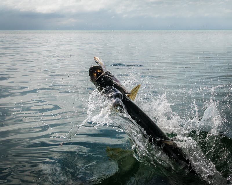 Jumping Tarpon - Fly Fishing Stock Photo - Image of boat, skiff: 25557876
